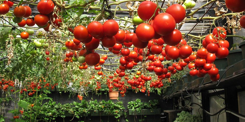 How is done Tomato Cultivation? - Cupit Food - Wholesale Food Supplier